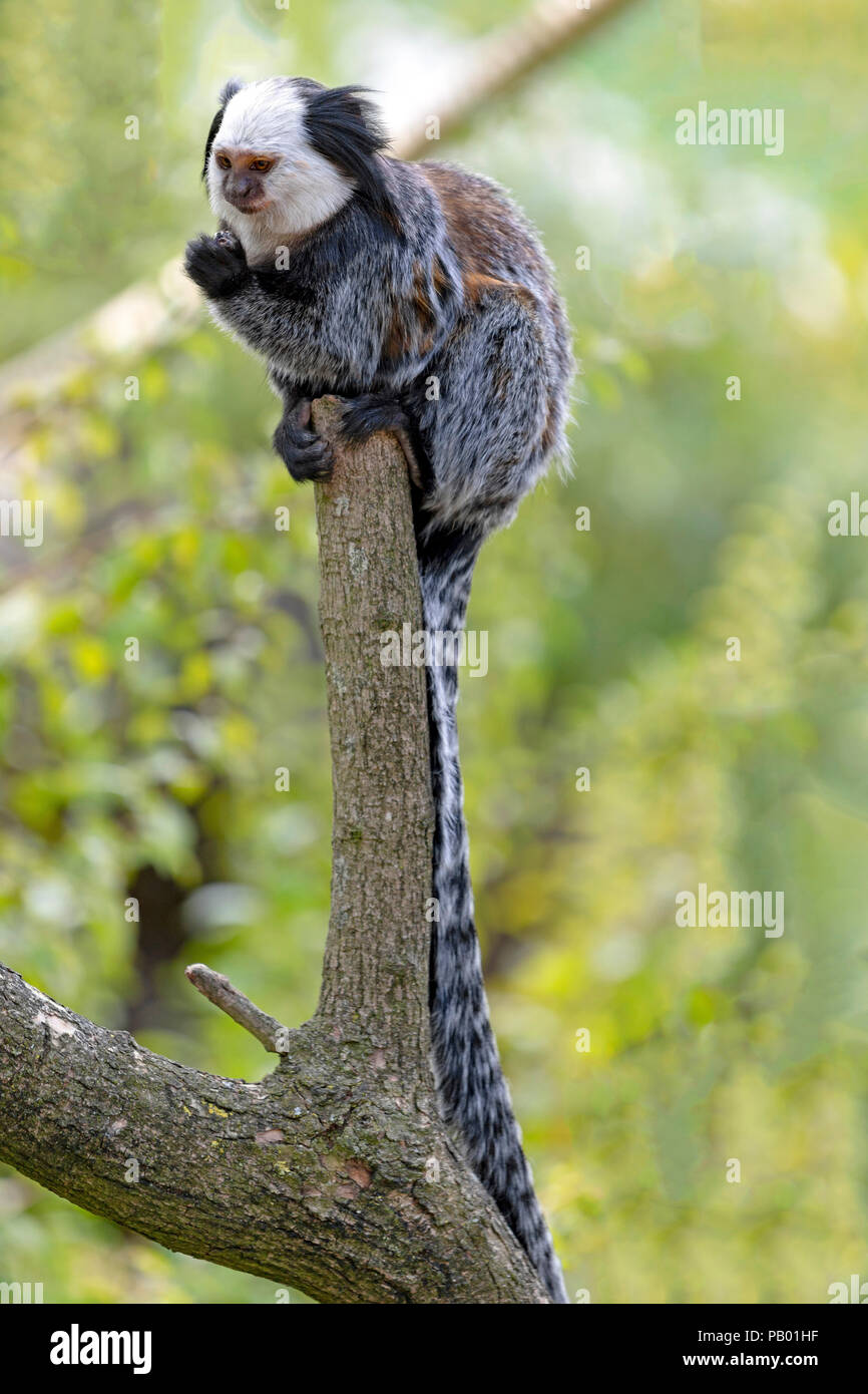 White-headed marmoset, also known as the tufted-ear marmoset Stock ...