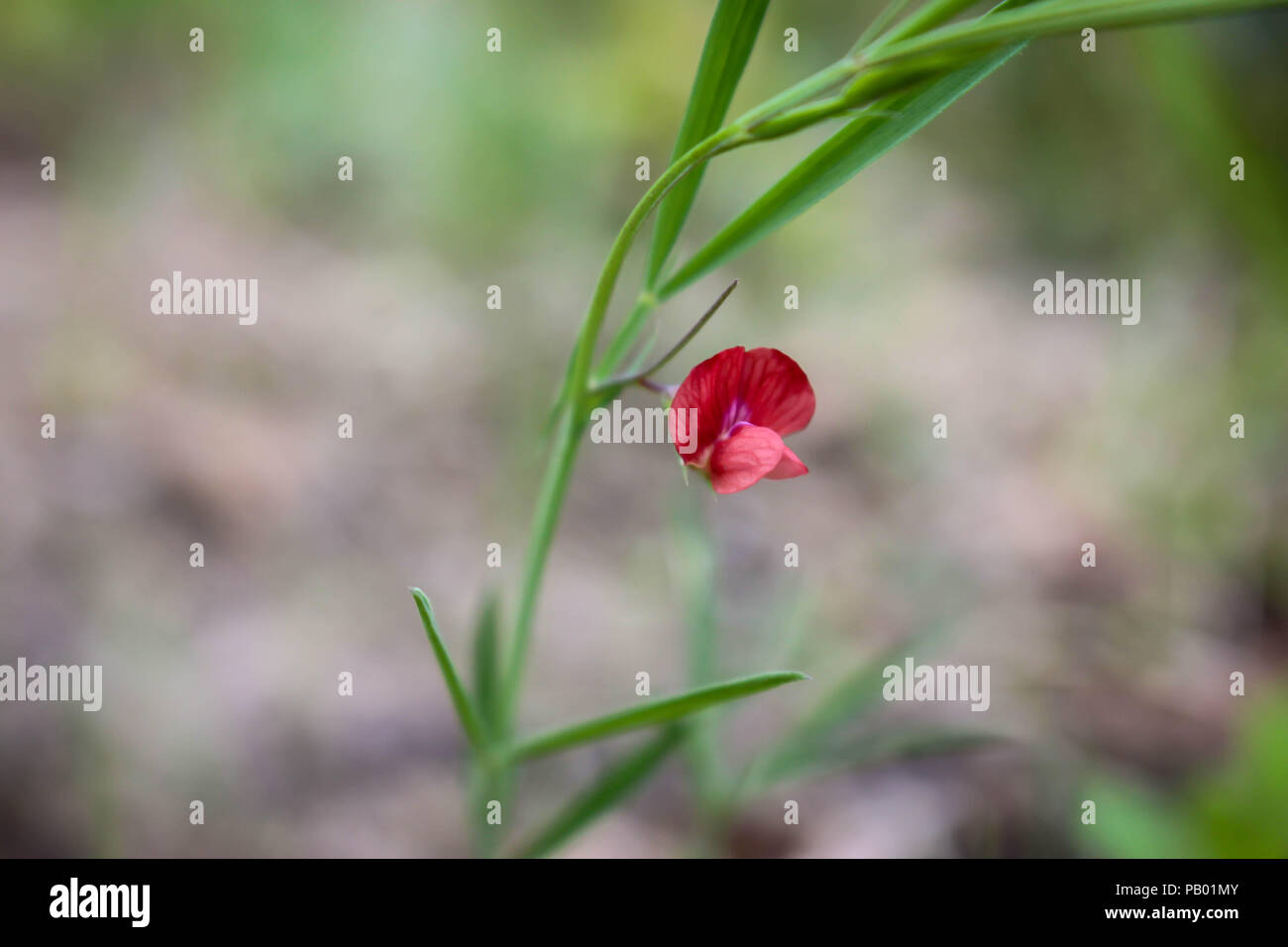 Single red flower of Lathyrus spaericus - grass pea Stock Photo - Alamy