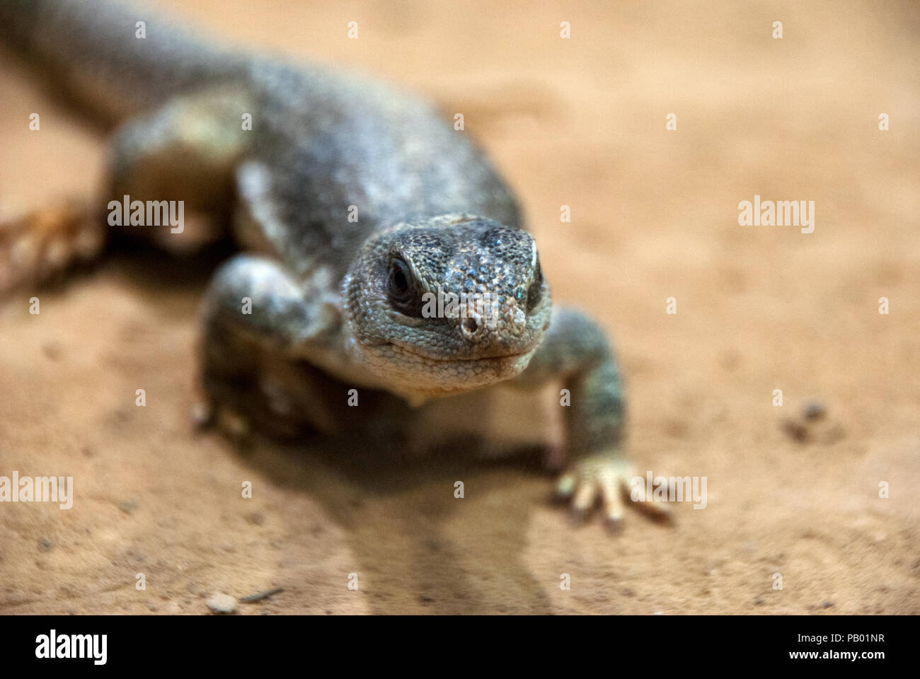 Portrait of a small lizard walking around Stock Photo - Alamy