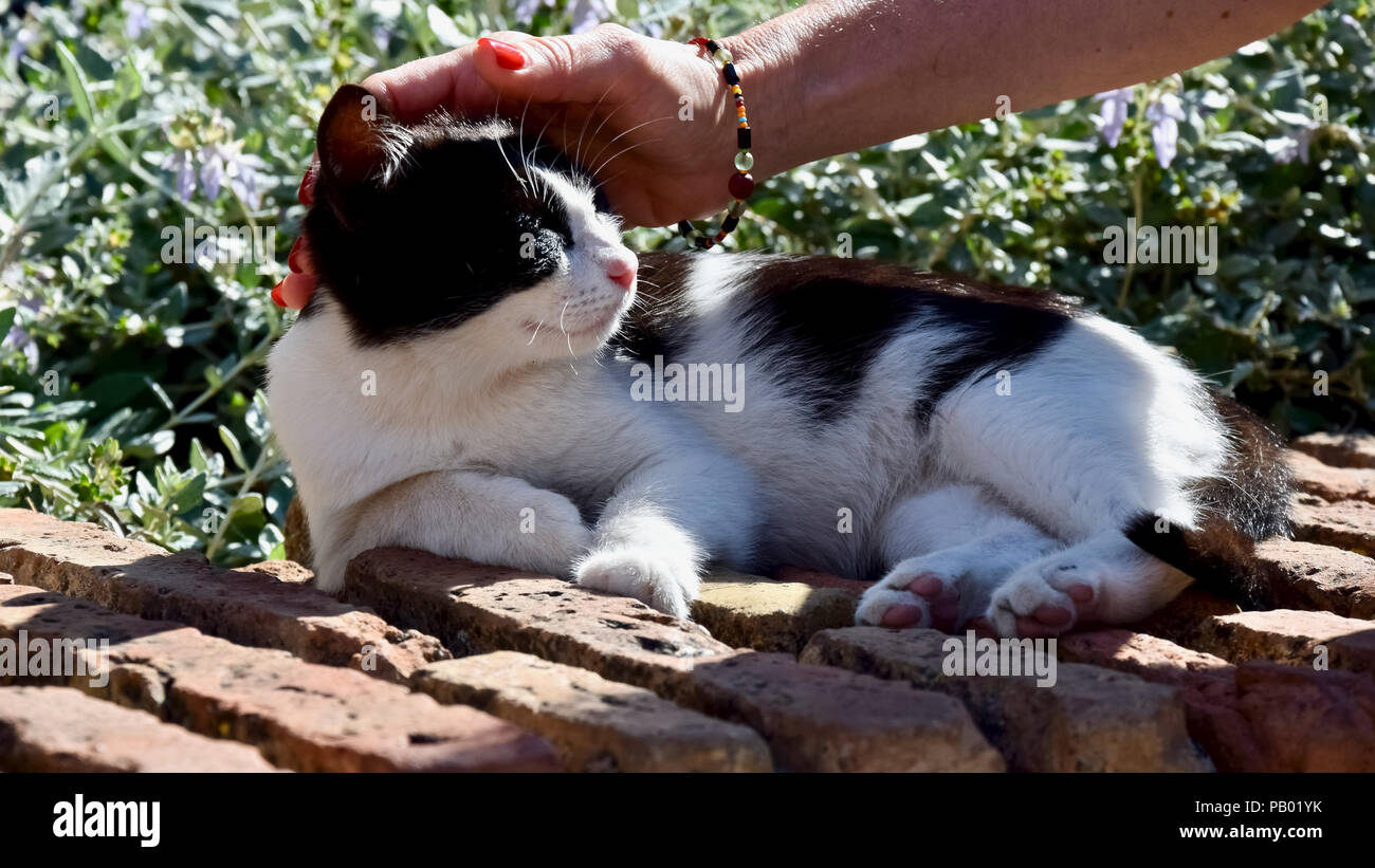 Cat laying on the bricks hi-res stock photography and images - Alamy