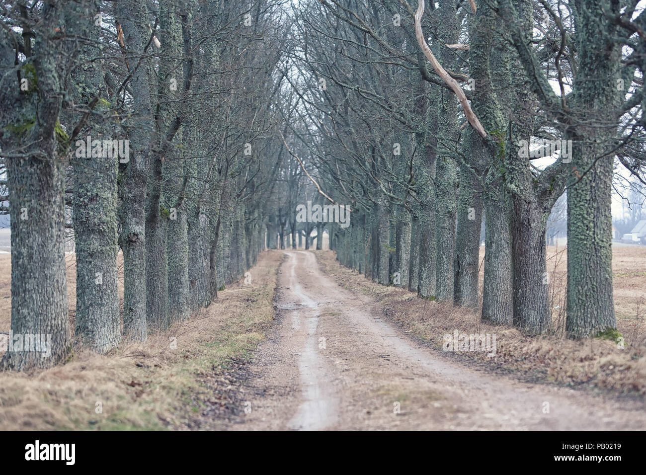 Old oak tree without leaves hi-res stock photography and images - Alamy