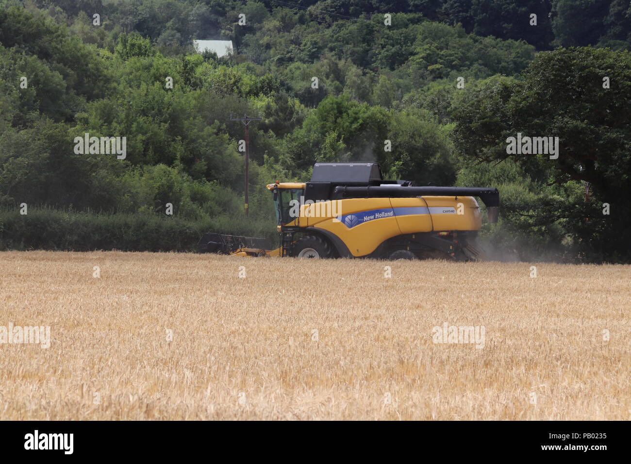 A combine harvester in a small field cutting hay for silage, Conwy ...