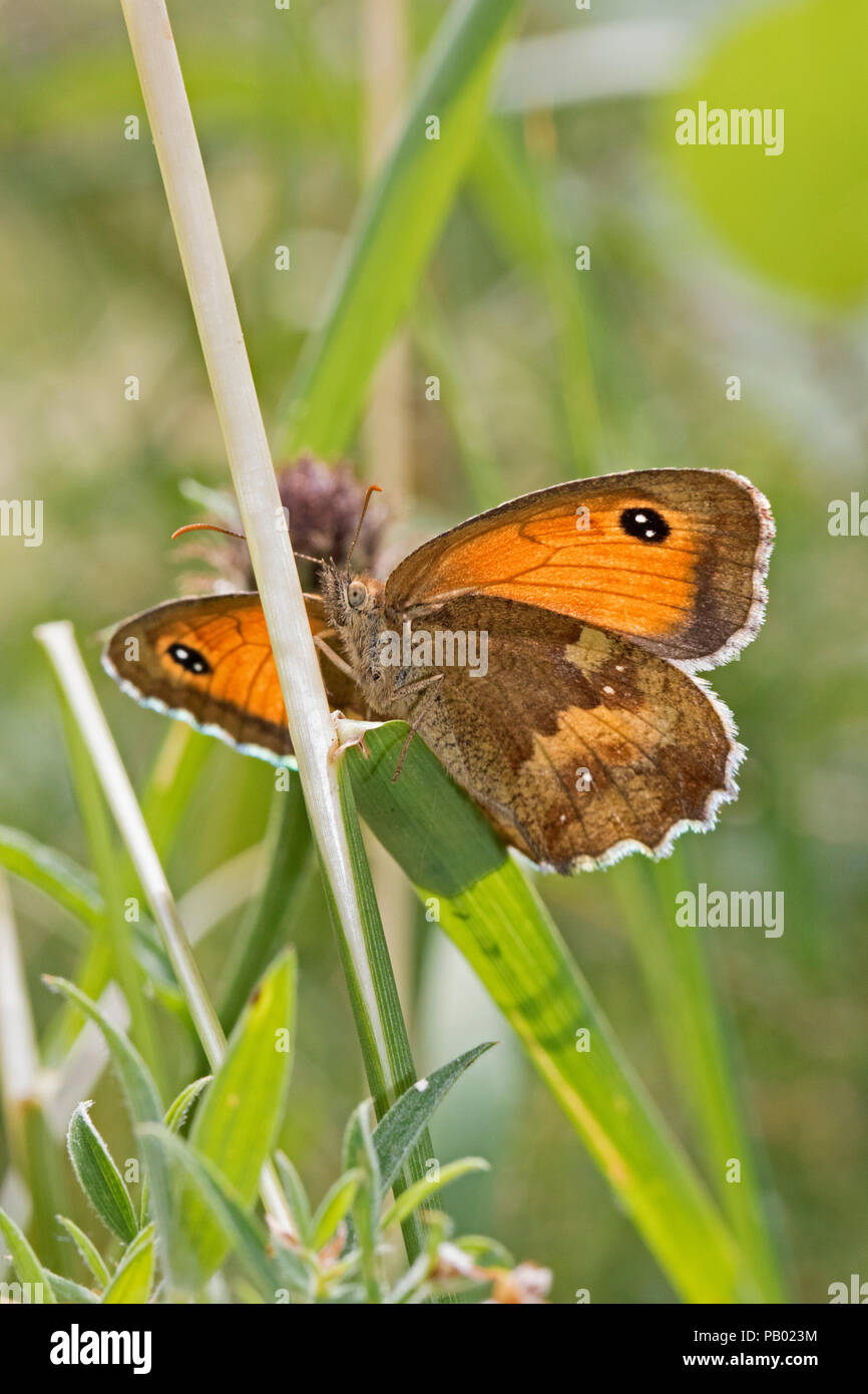 Male gatekeeper butterfly hi-res stock photography and images - Alamy