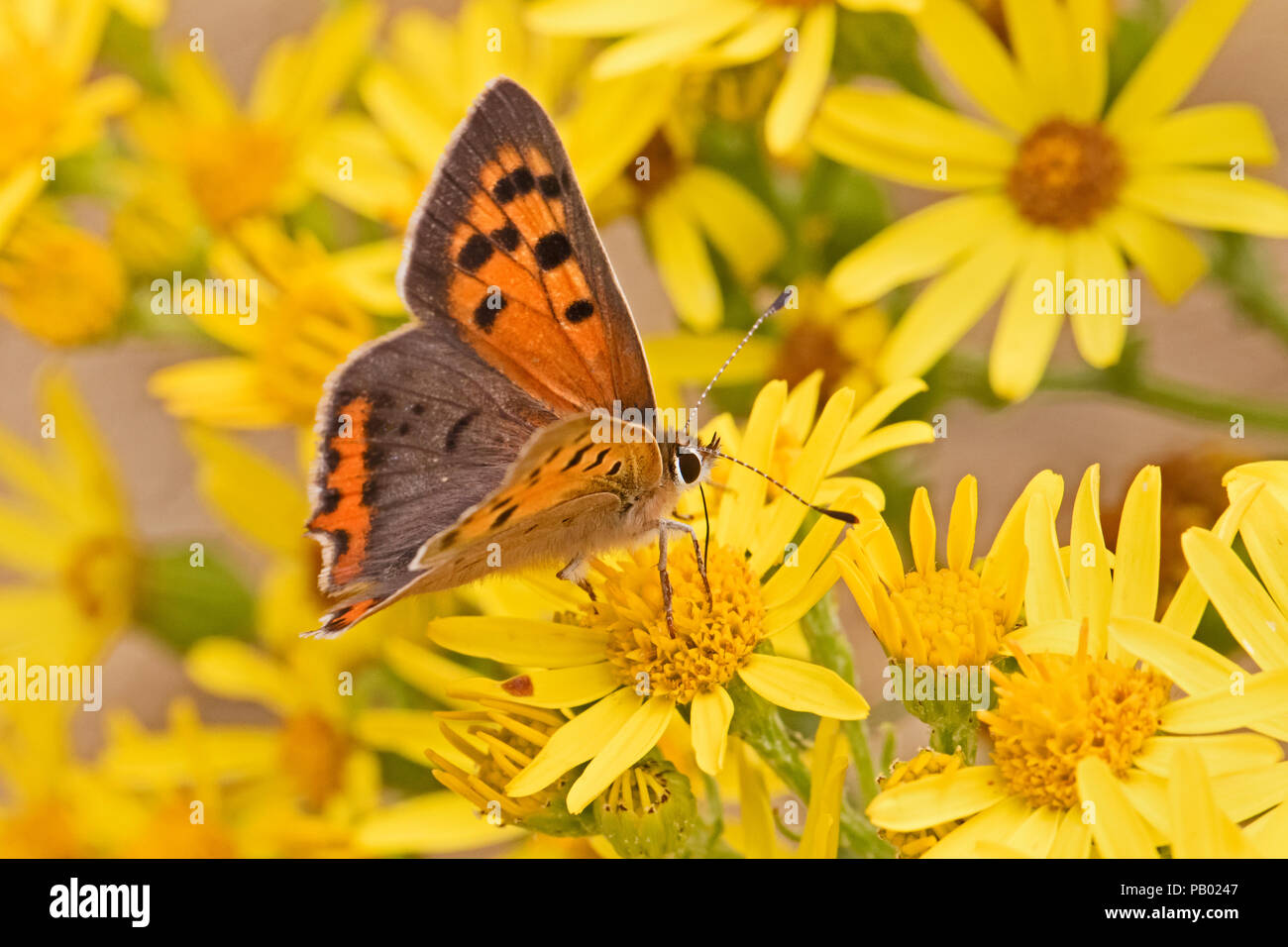 Copper coloured butterfly hi-res stock photography and images - Alamy