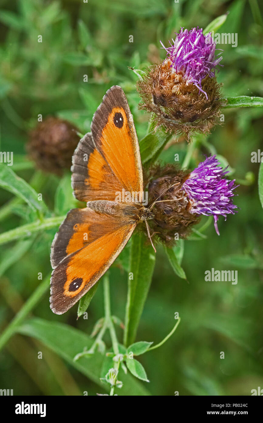 Female gatekeeper High Resolution Stock Photography and Images - Alamy