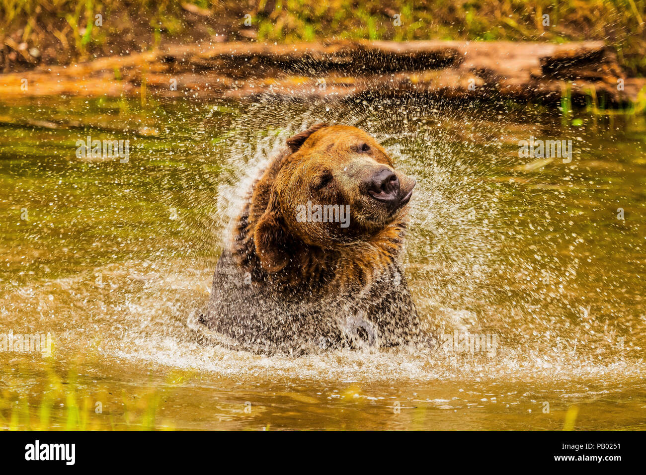 Grizzly Bear in Water Splashing Stock Photo - Alamy