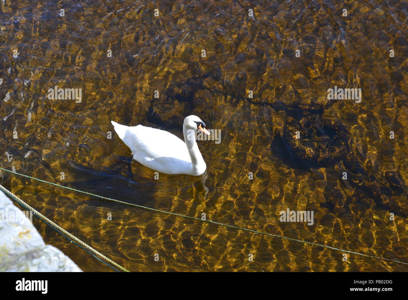 Peaceful swan swimming in clear water Stock Photo - Alamy