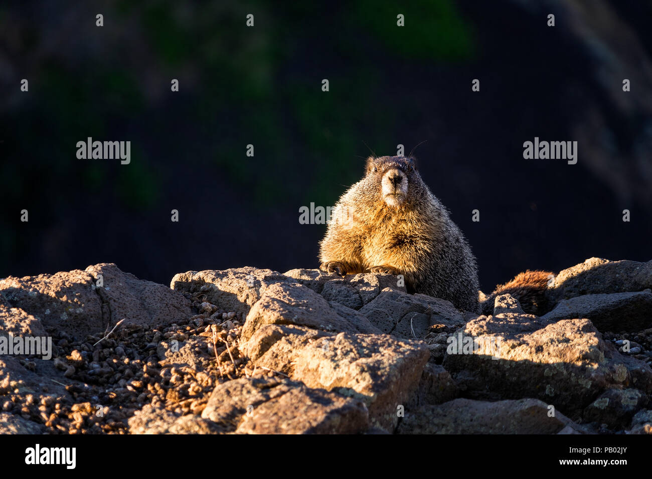 Marmot water hi-res stock photography and images - Alamy