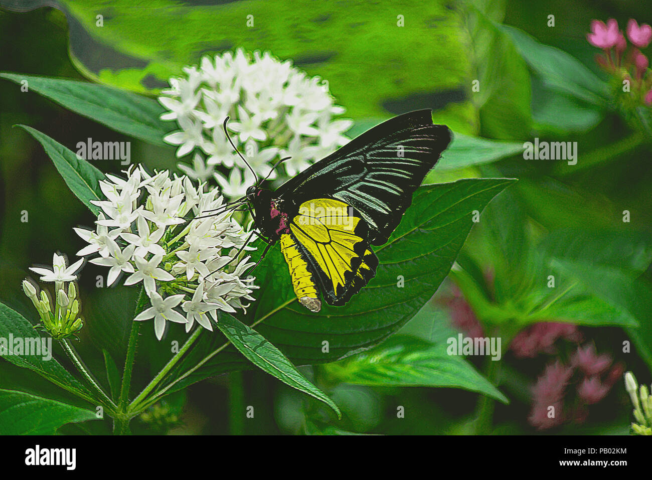 Common Birdwing Butterfly Stock Photo - Alamy