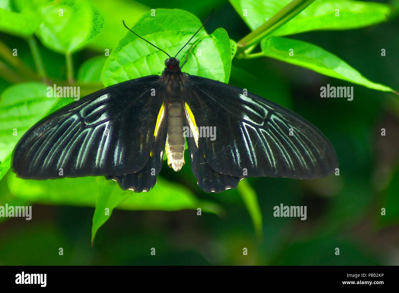Common Birdwing Butterfly Stock Photo - Alamy
