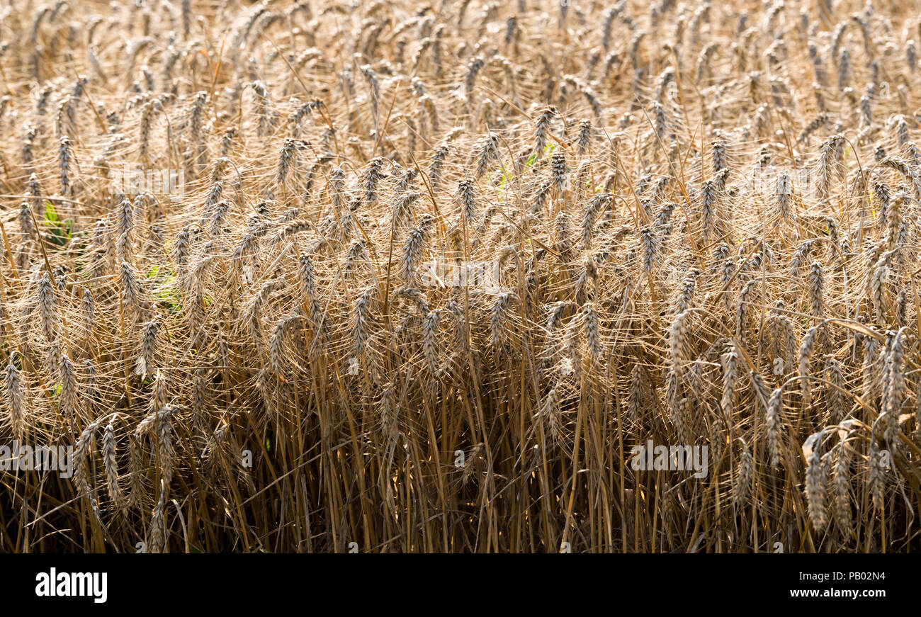 Wheat field ready for harvest in summer season Stock Photo - Alamy