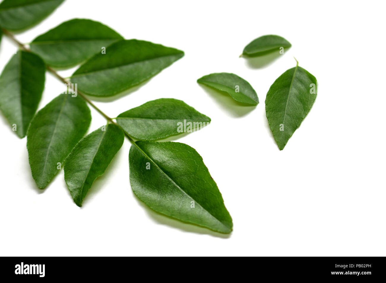 Fresh indian curry tree hi-res stock photography and images - Alamy