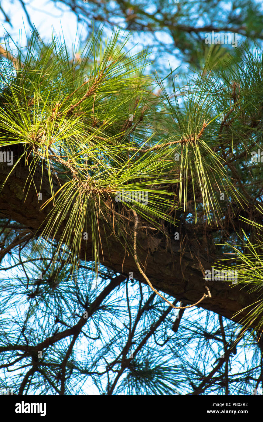 Leaf stuck in branches hi-res stock photography and images - Alamy