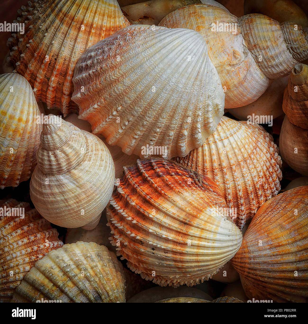 A collection of sea shells from Gower in Swansea, Wales, UK Stock Photo ...