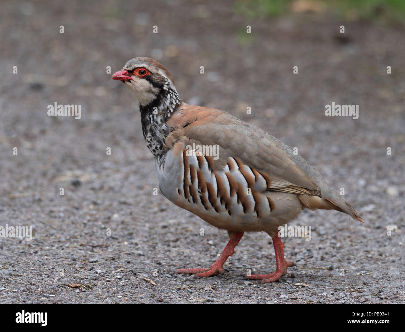Red-legged Partridge, Alectoris rufa, single adult walking ...