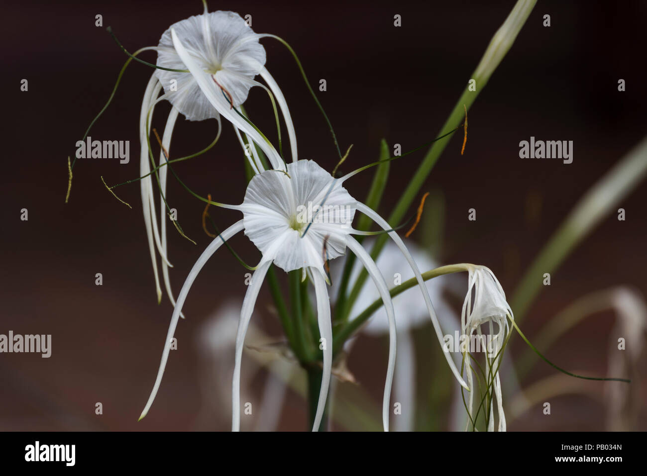 Uganda flower hi-res stock photography and images - Alamy
