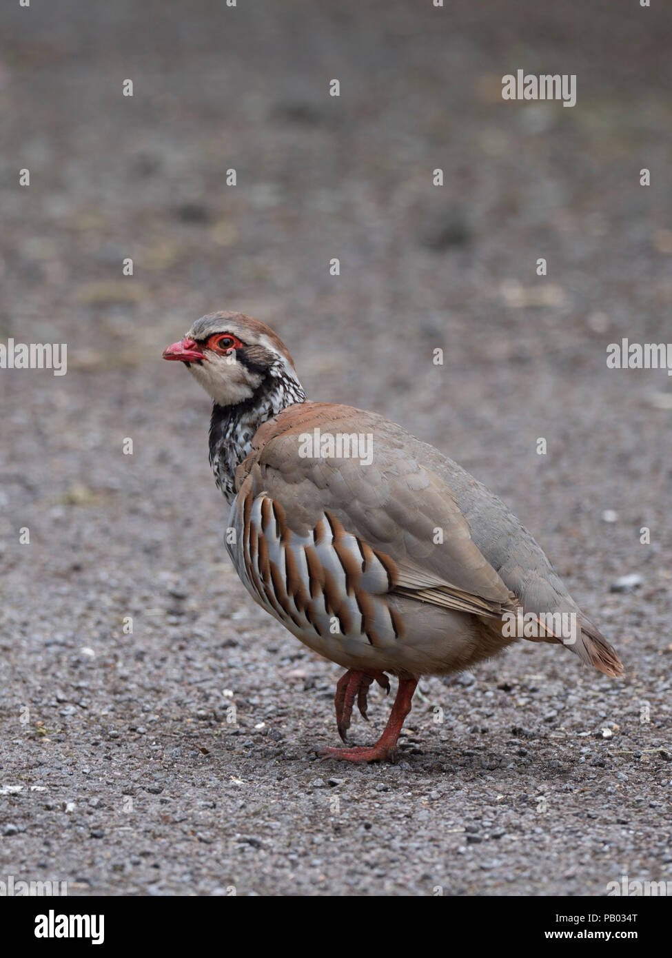 Red legged partridge walking hi-res stock photography and images - Alamy