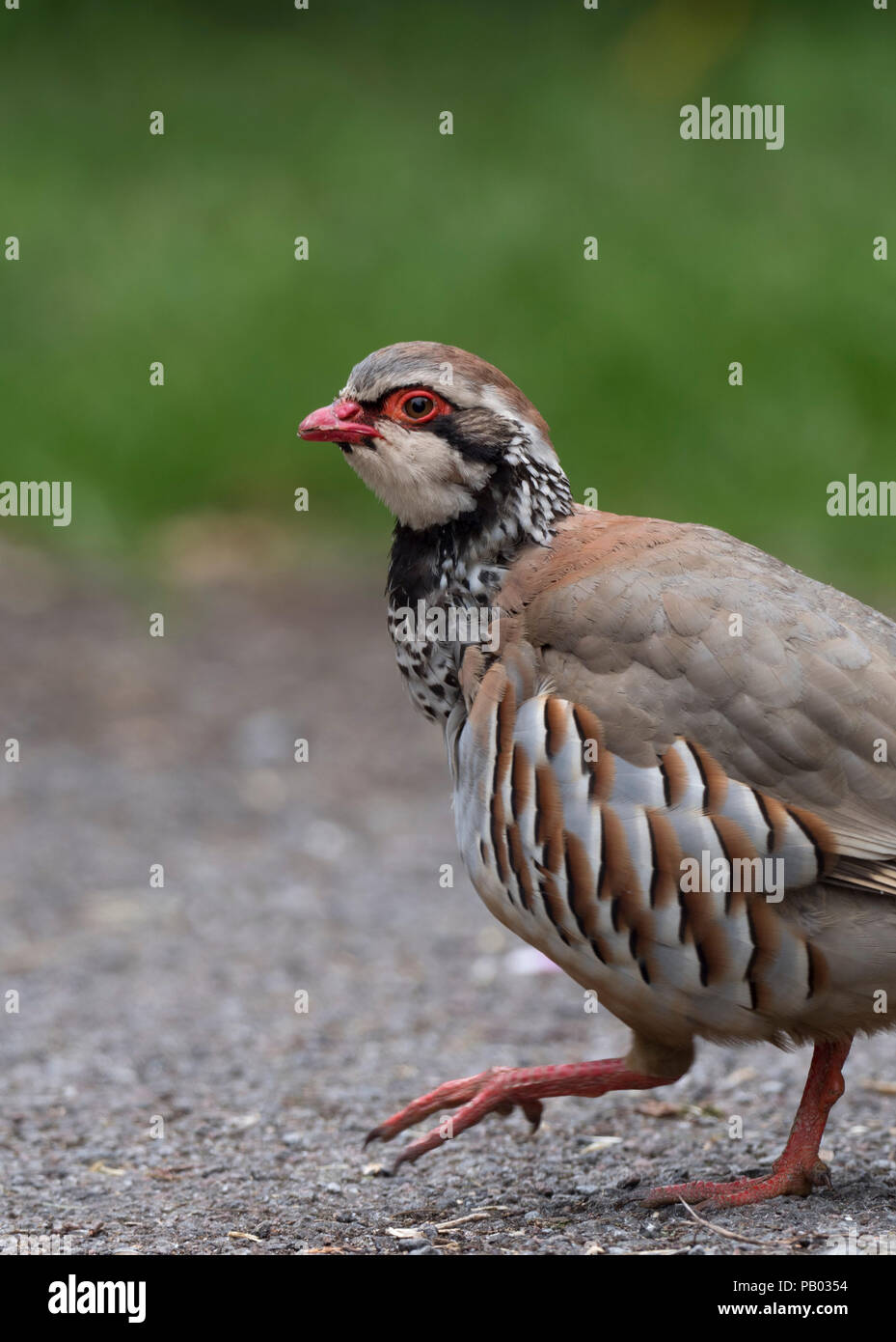 Red legged partridge walking hi-res stock photography and images - Alamy