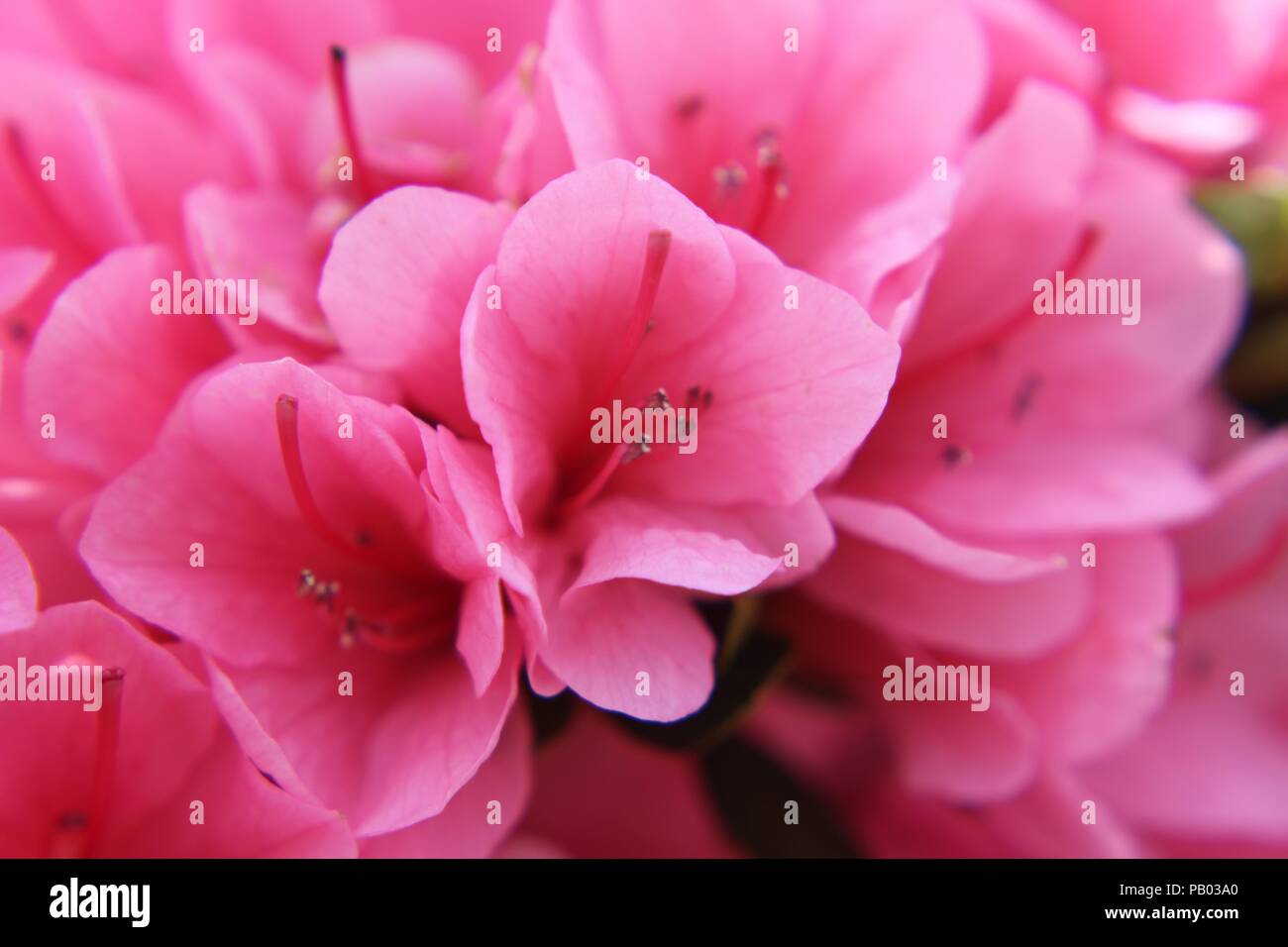 Sunlight azaleas hi-res stock photography and images - Alamy