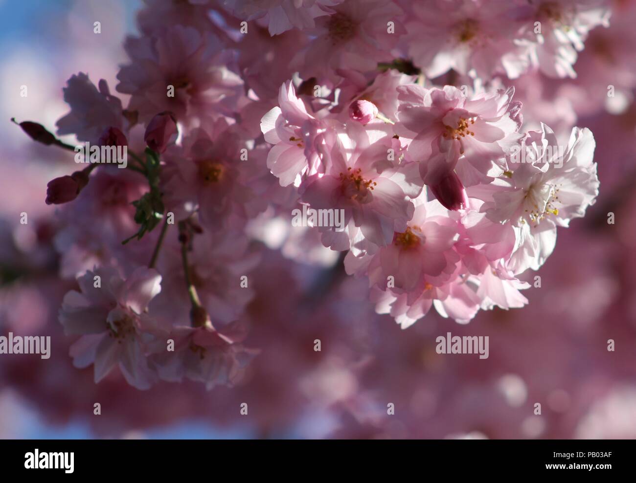 Pink Blossoming Tree in Sunlight Stock Photo - Alamy