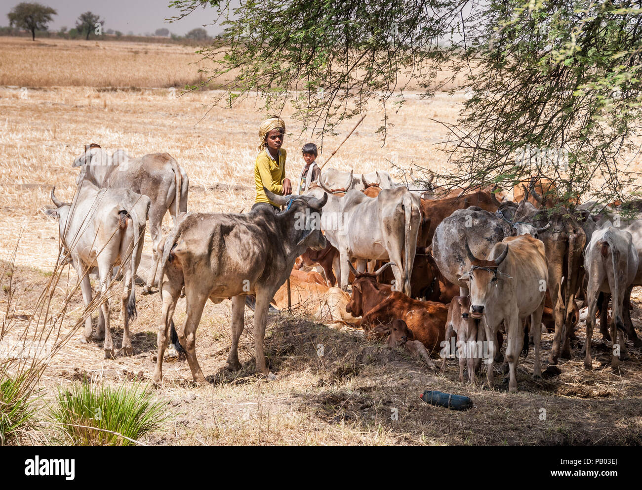 Indian cattle hi-res stock photography and images - Alamy