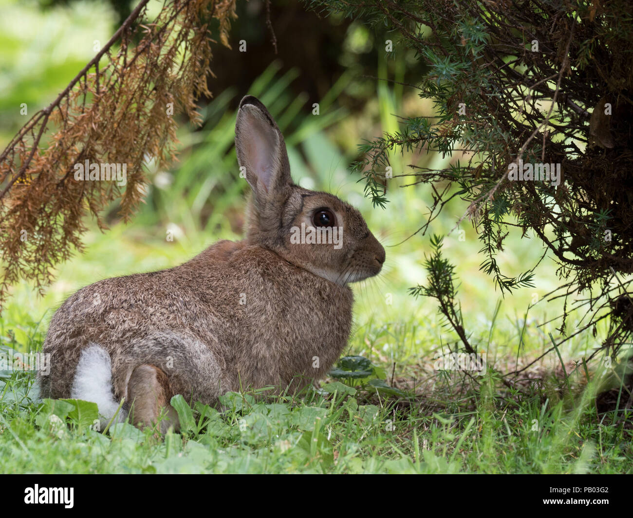 European Rabbit, Oryctolagus cuniculus, single adult resting under tree ...