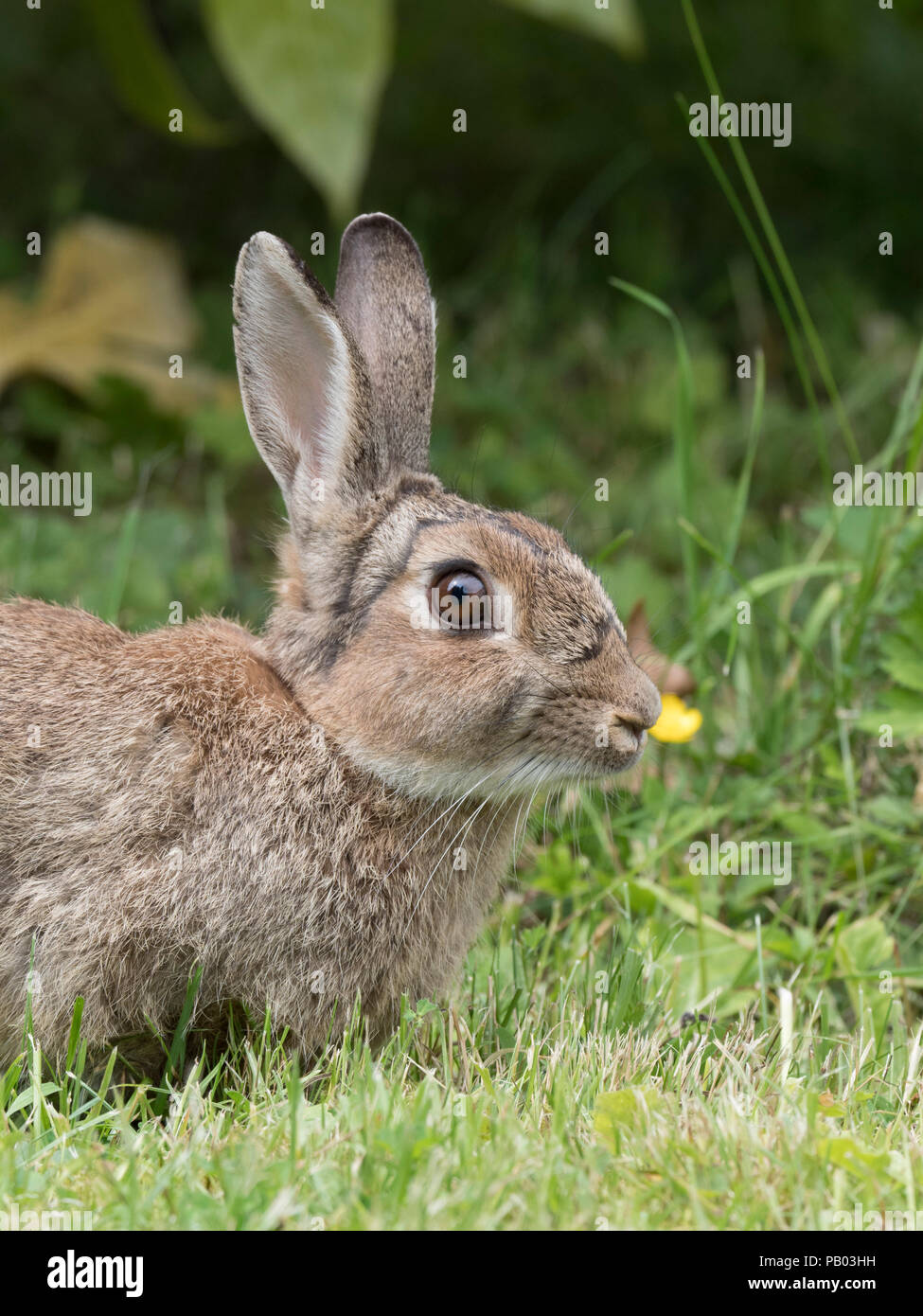 European Rabbit, Oryctolagus cuniculus, portrait of single adult ...