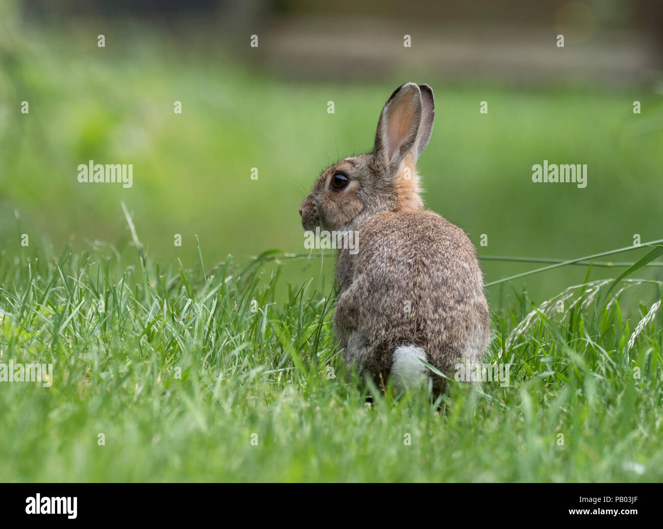 Rabbit rear view hi-res stock photography and images - Alamy