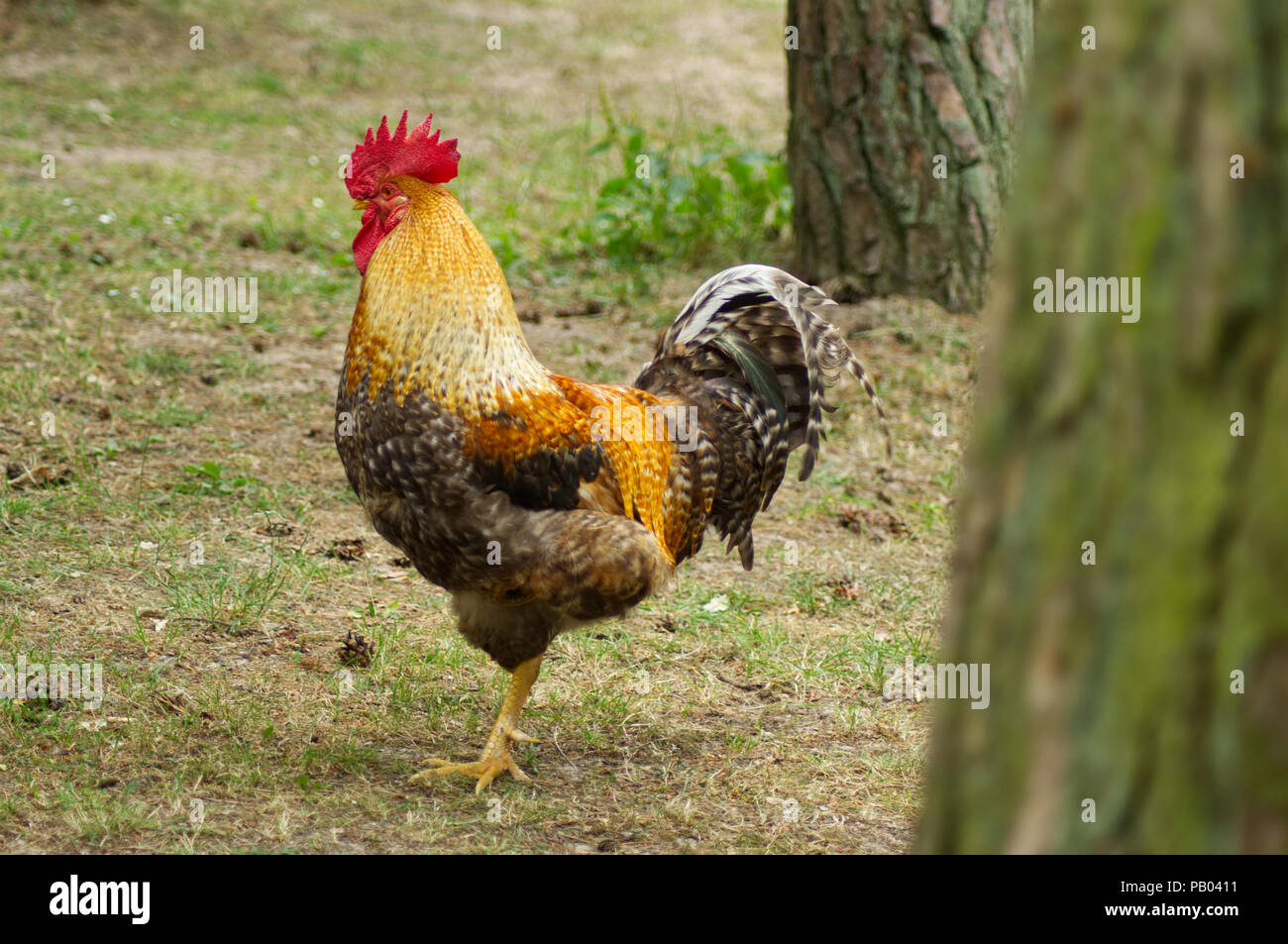 Colorful and beautiful rooster on a natural background Stock Photo - Alamy
