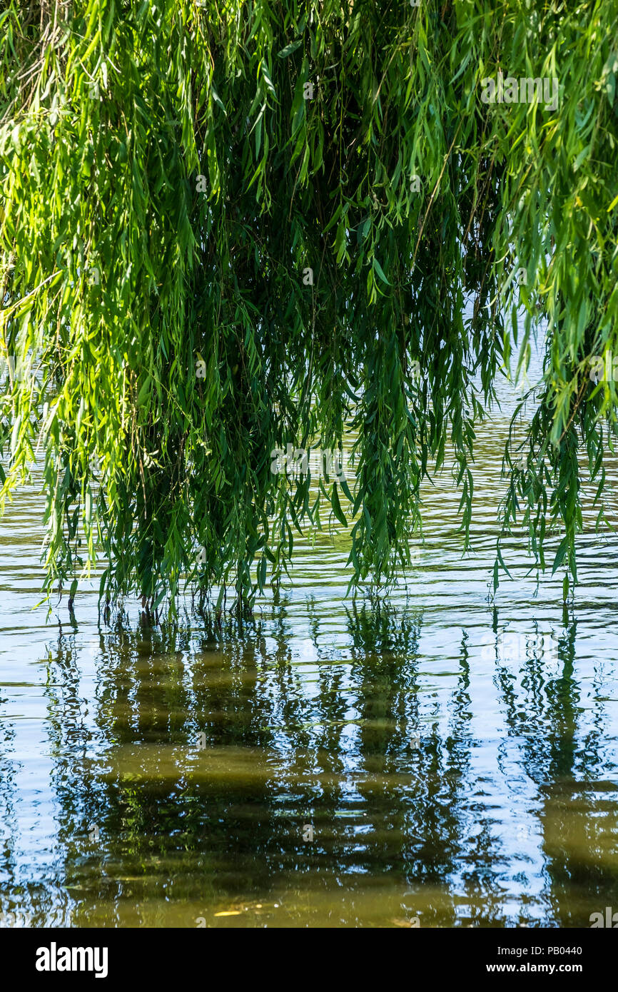 Weeping Willow Tree Water