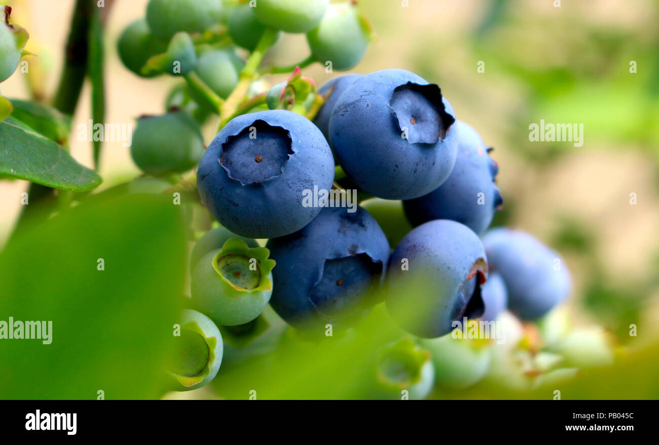 fresh blueberries sweet and tasty close up Stock Photo - Alamy