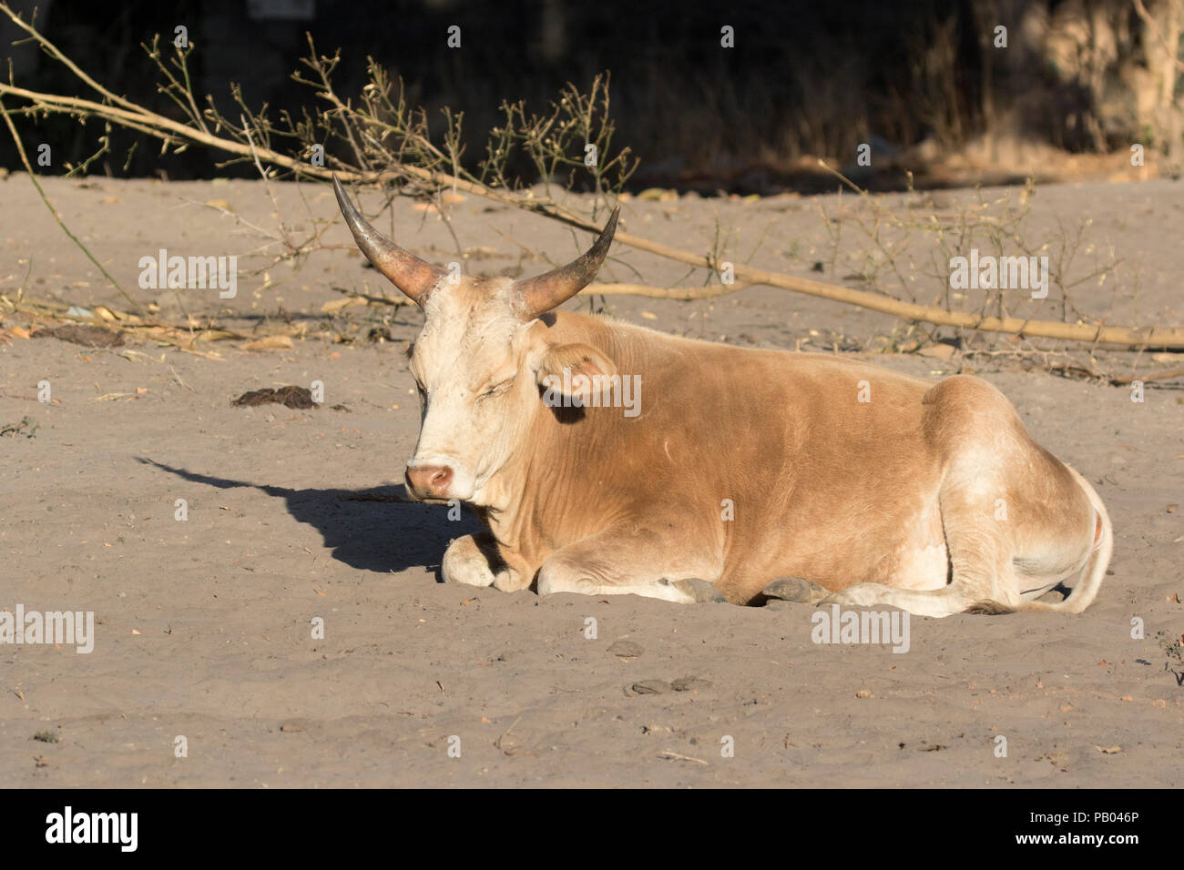 Sleeping cow hi-res stock photography and images - Alamy