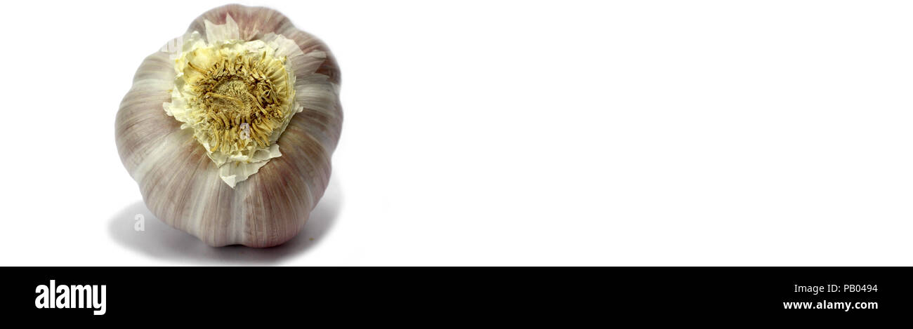 natural garlic from middle east isolated close up on white background ...