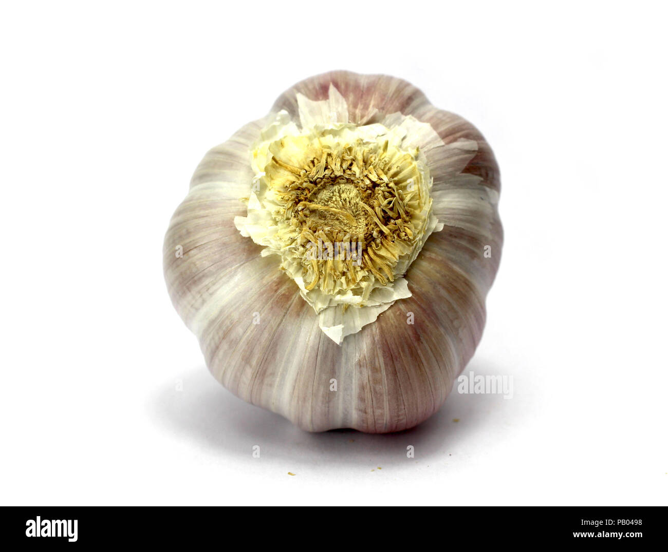 natural garlic from middle east isolated close up on white background ...