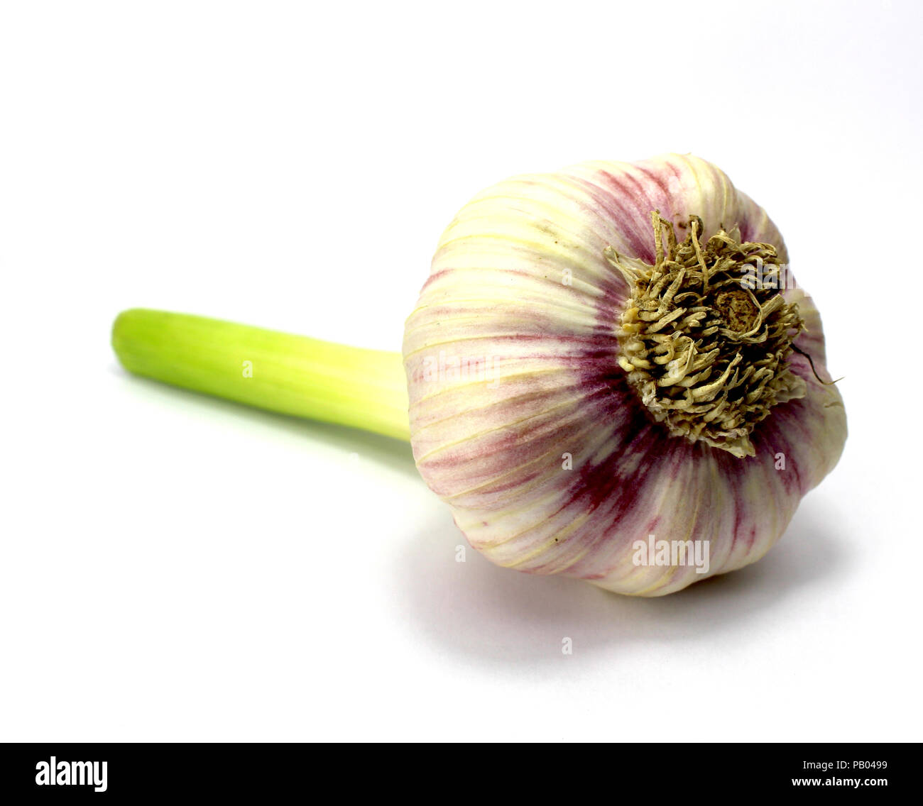 natural garlic from middle east isolated close up on white background ...