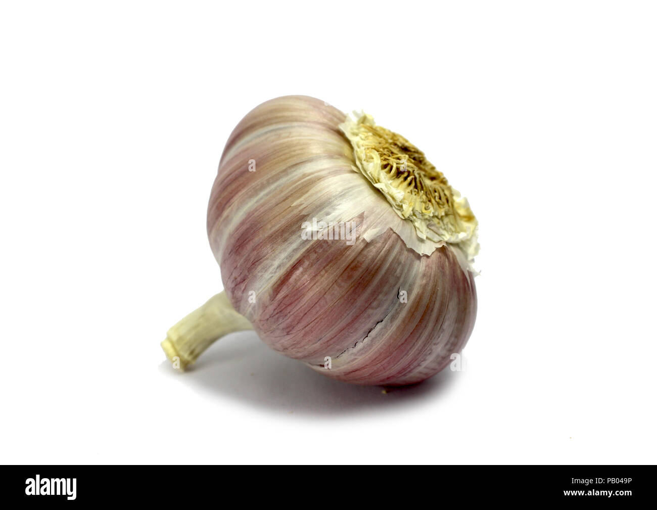 natural garlic from middle east isolated close up on white background ...