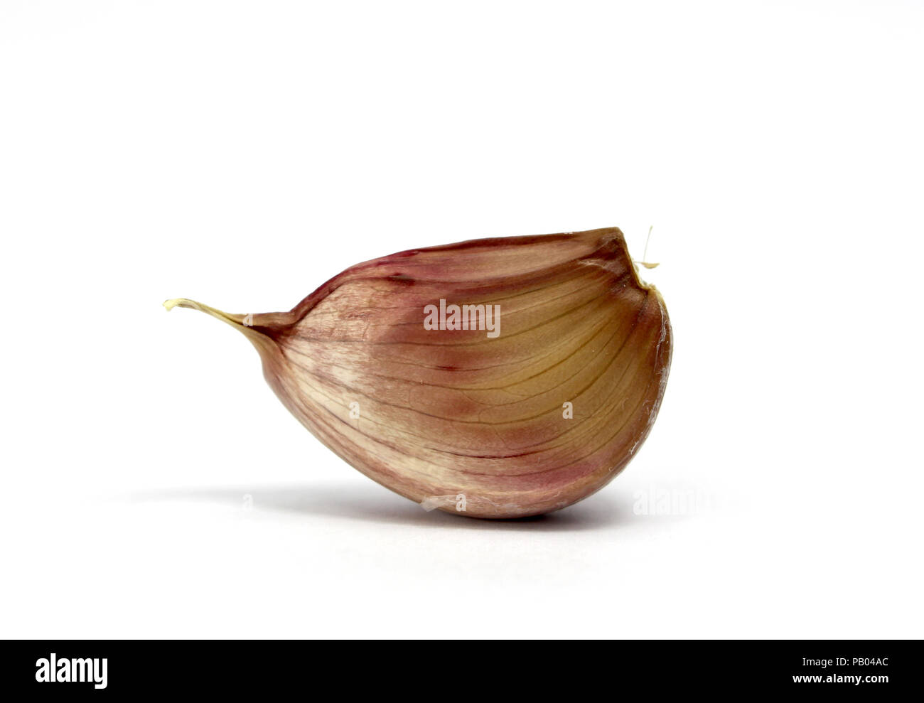 natural garlic from middle east isolated close up on white background ...