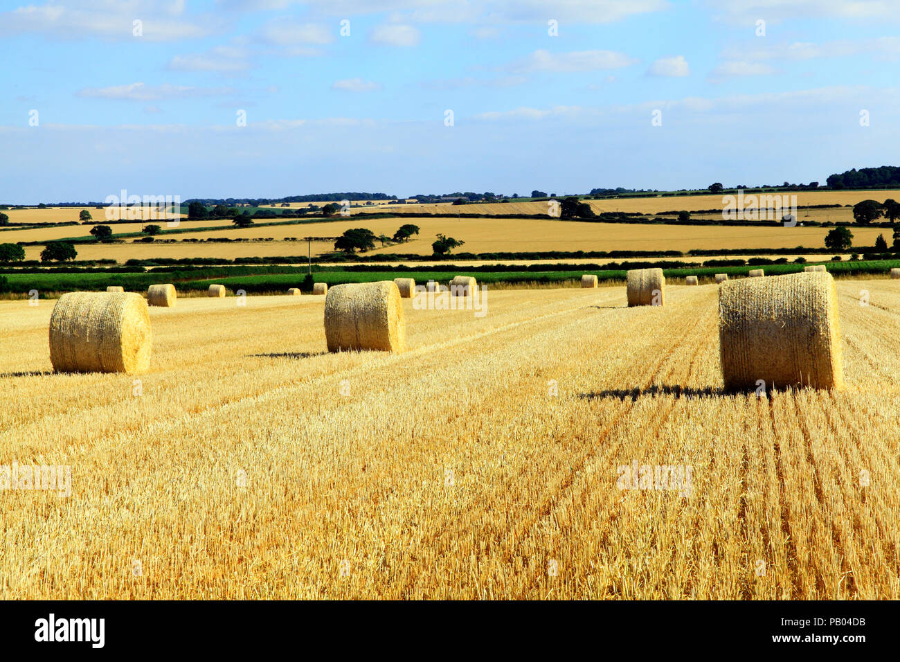 Norfolk agricultural landscape, round straw bales, post harvest Stock ...