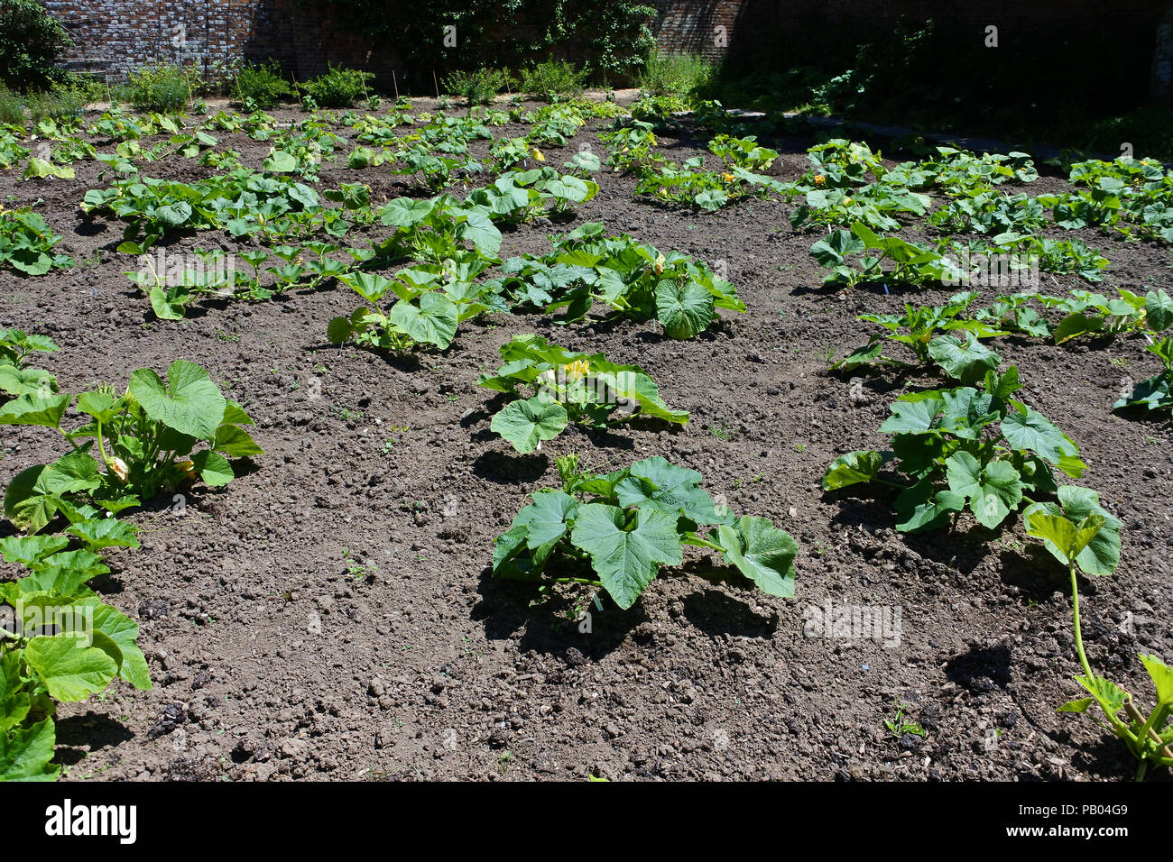 Young courgette/marrow plants growing in an English kitchen garden ...