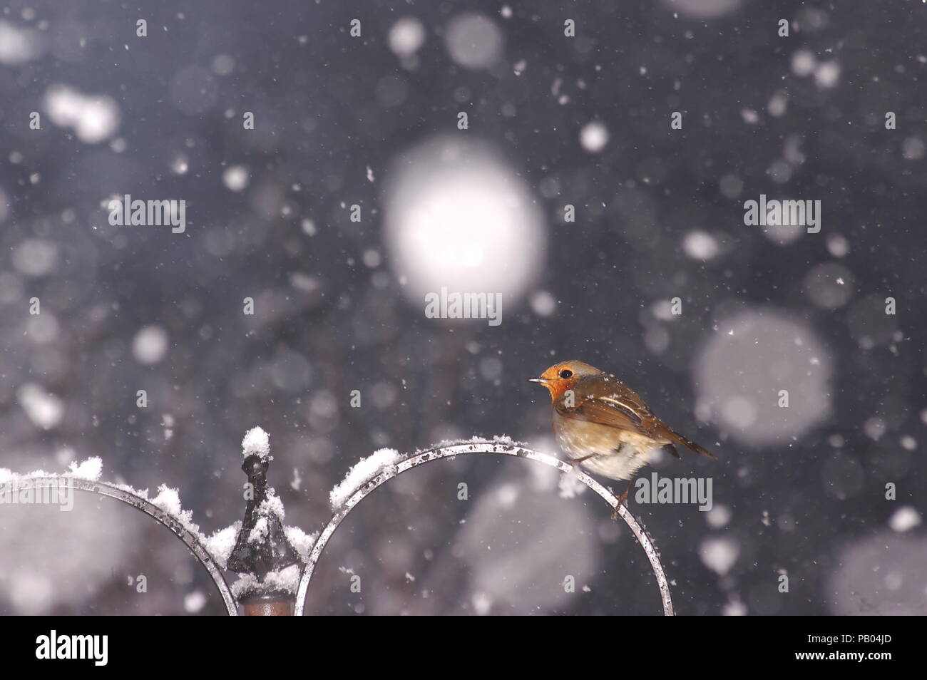 Robin in snow Stock Photo - Alamy