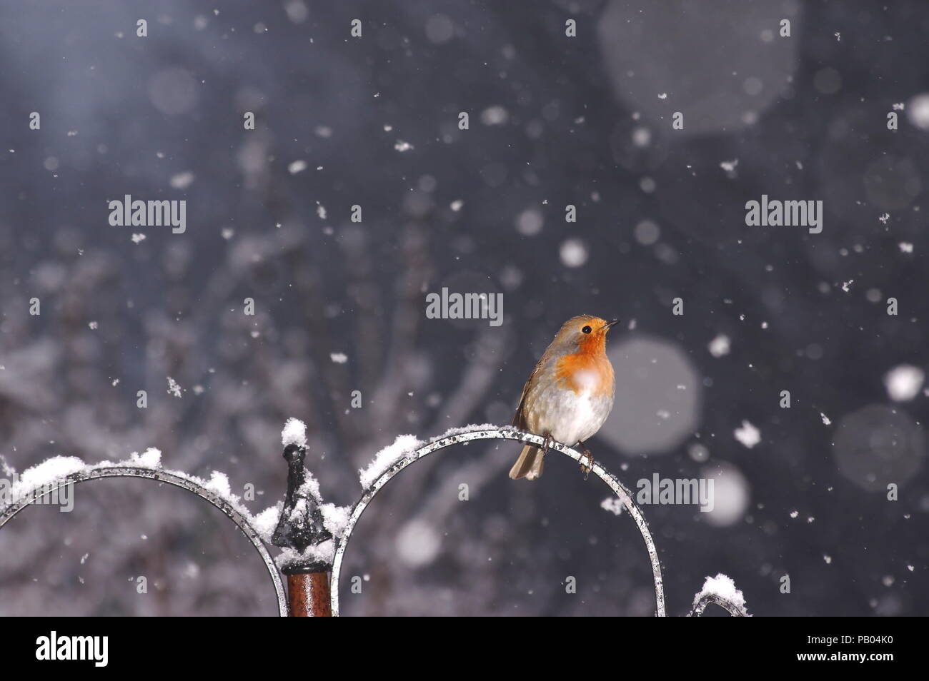 Robin in snow Stock Photo - Alamy