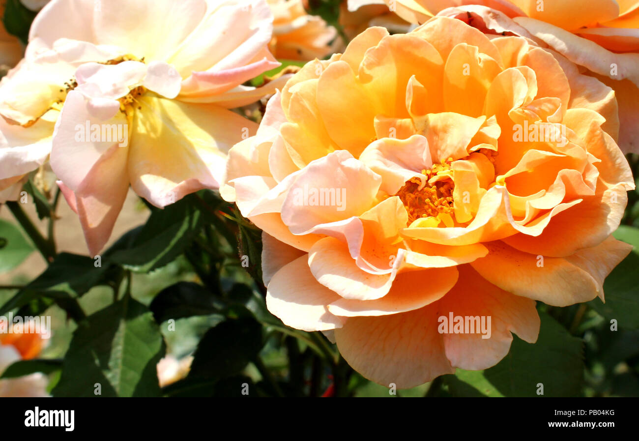 Beautiful roses from nature untreated very bright colors with sunlight ...