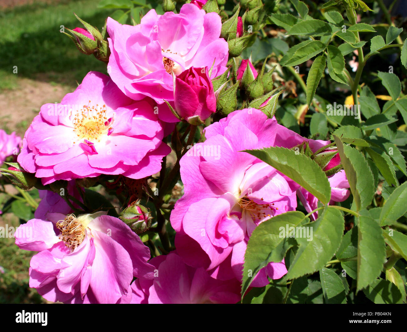Beautiful roses from nature untreated very bright colors with sunlight ...