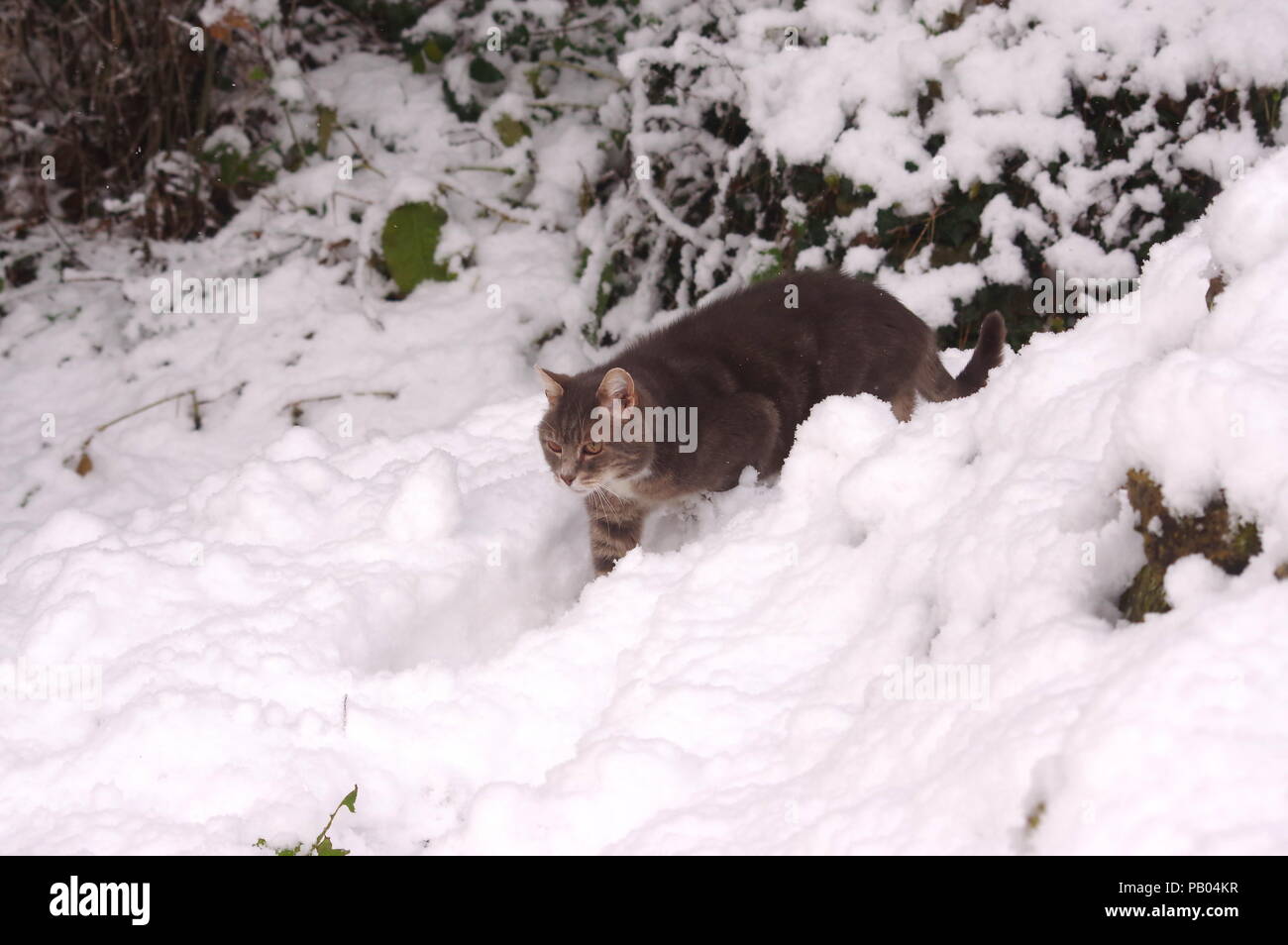 Tabby cat hunting in deep snow Stock Photo - Alamy