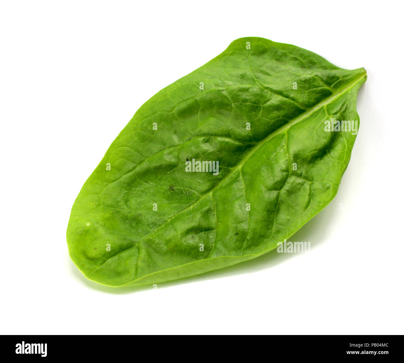 colorful fresh and wet spinach leaf leaves isolated on white background ...