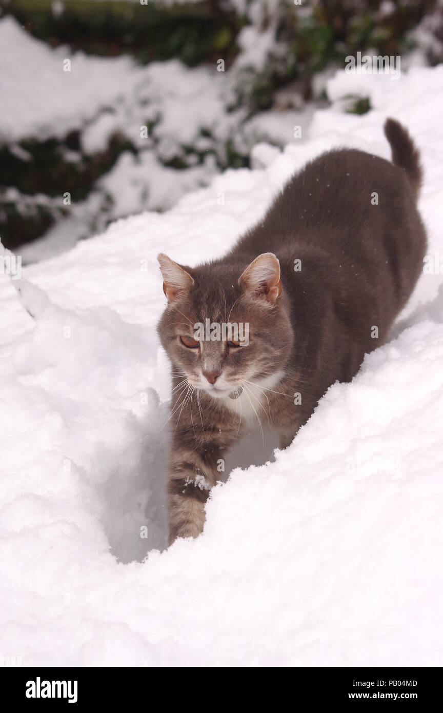 Tabby cat hunting in deep snow Stock Photo - Alamy