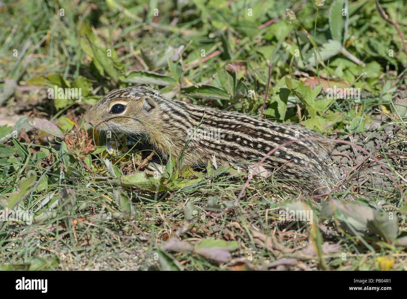 Thirteen-lined ground squirrel, Ictidomys tridecemlineatus, Alberta ...