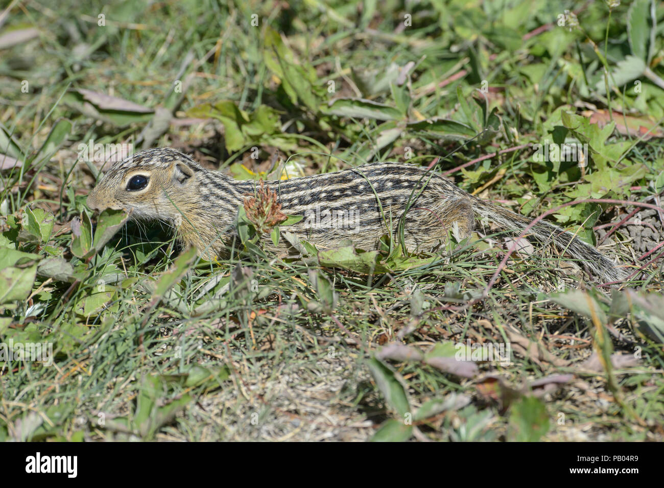 Thirteen-lined ground squirrel, Ictidomys tridecemlineatus, Alberta ...
