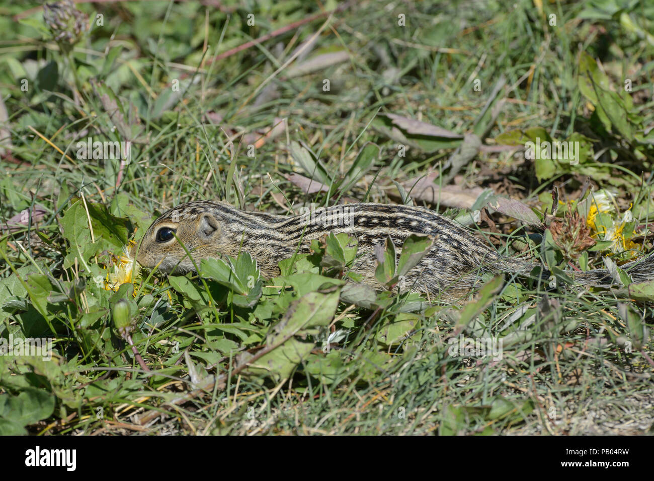 Thirteen-lined ground squirrel, Ictidomys tridecemlineatus, Alberta ...