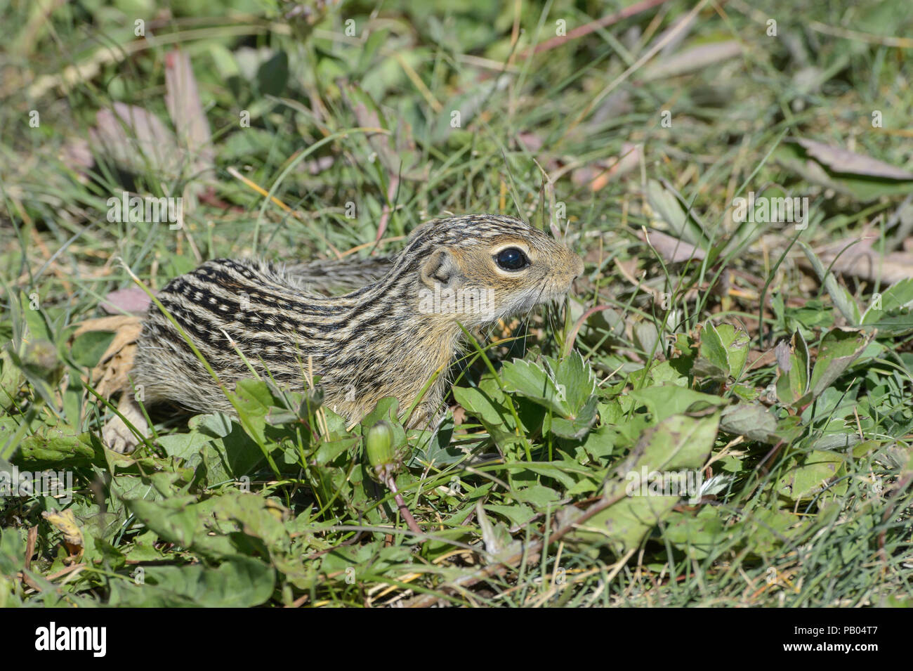 Thirteen-lined ground squirrel, Ictidomys tridecemlineatus, Alberta ...